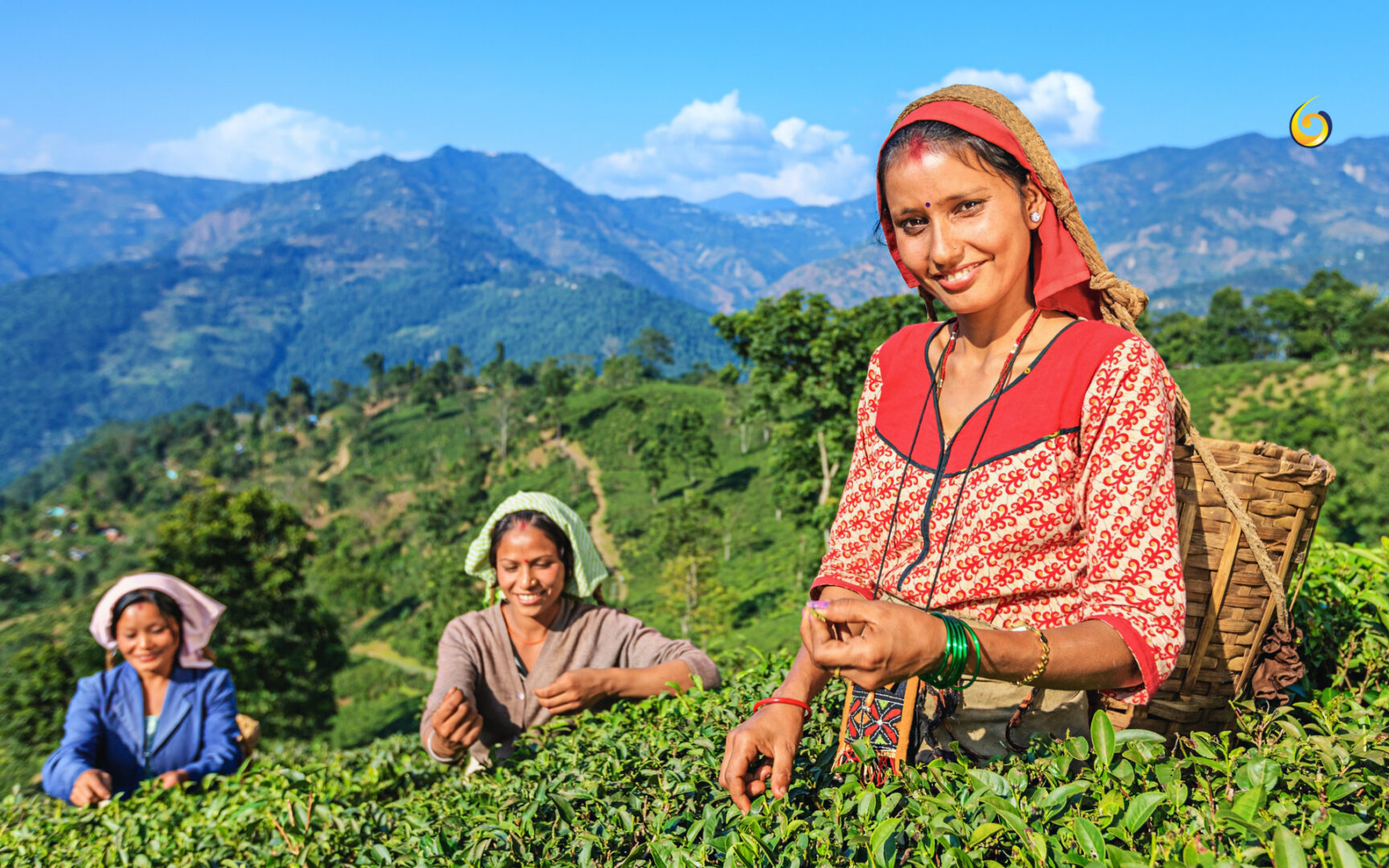 7N/8D Darjeeling, Pelling & Gangtok Tour | Ocean6 Holidays