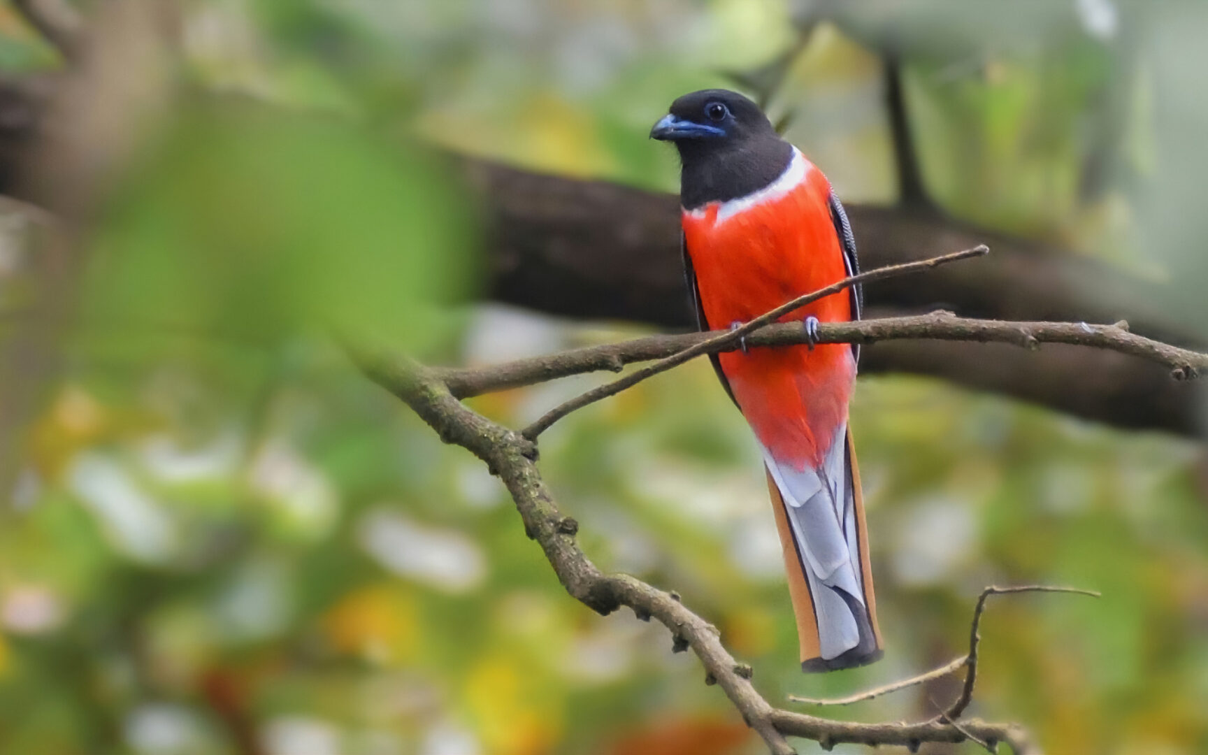 3N/4D Coorg Birding Tour | Bird Watching with Ocean6 Holidays