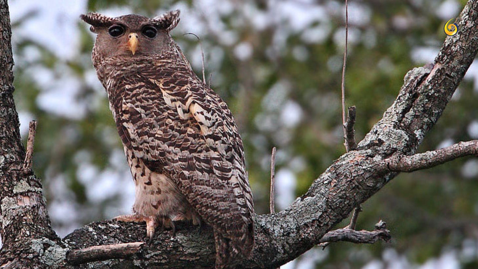 Thattekad Birding - Ocean6 Holidays