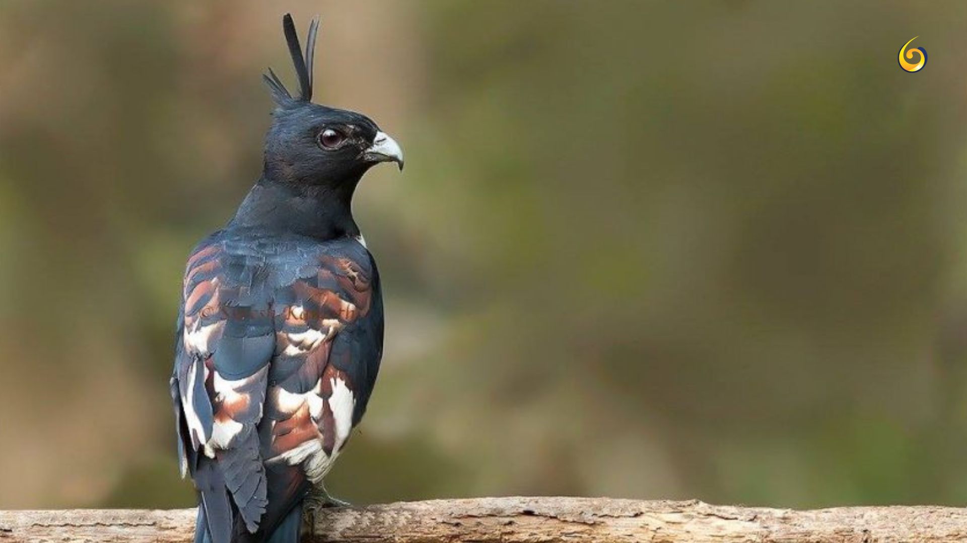 Thattekad Birding - Ocean6 Holidays