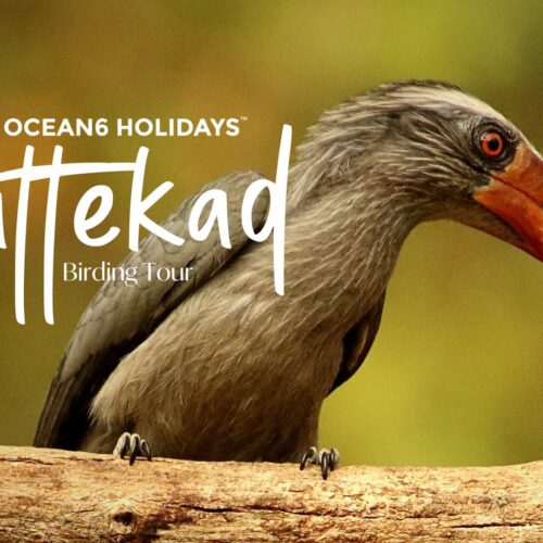 Thattekad Birding Tour - Ocean6 Holidays